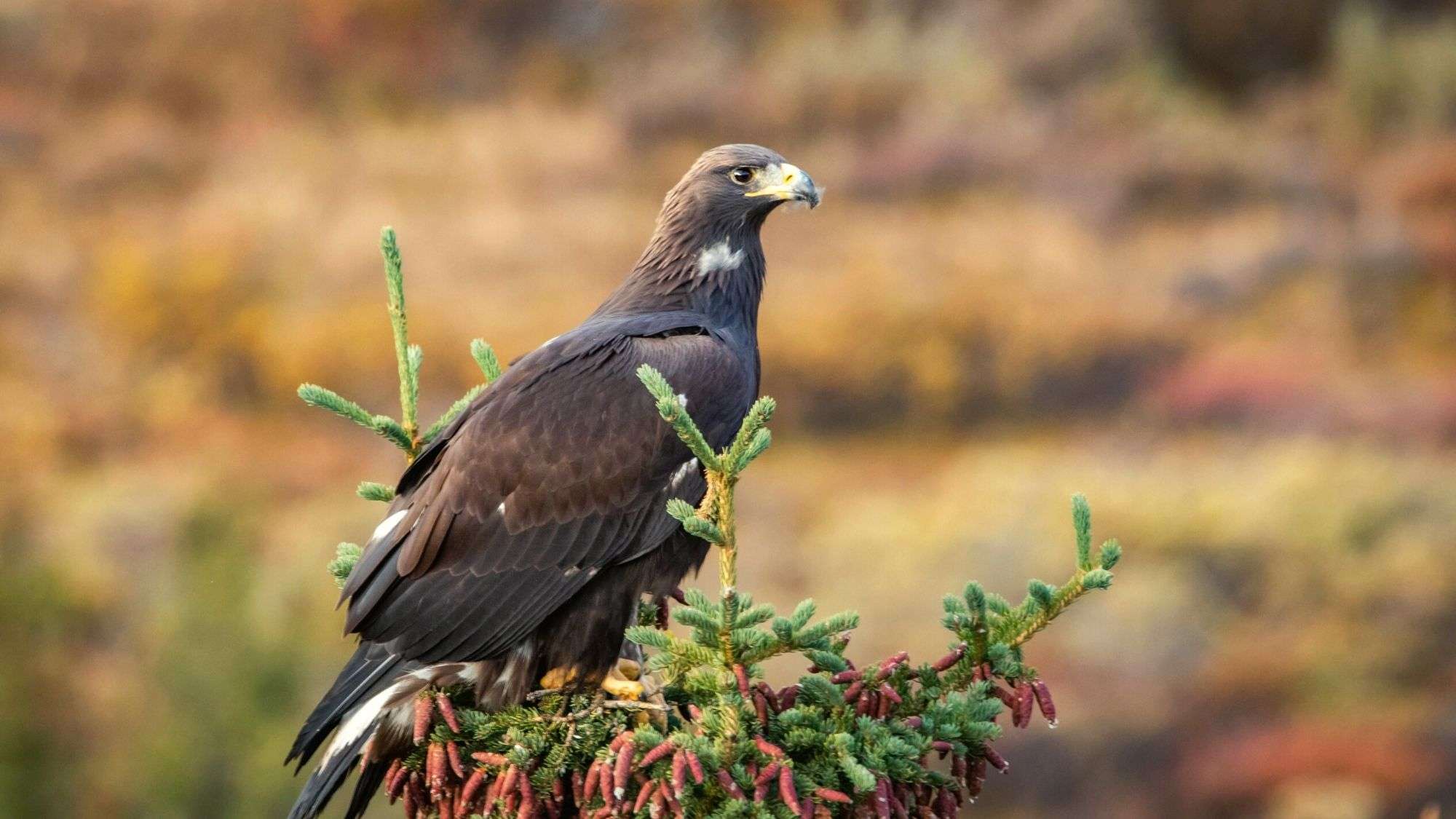 The Complete Guide to Denali National Park Wildlife