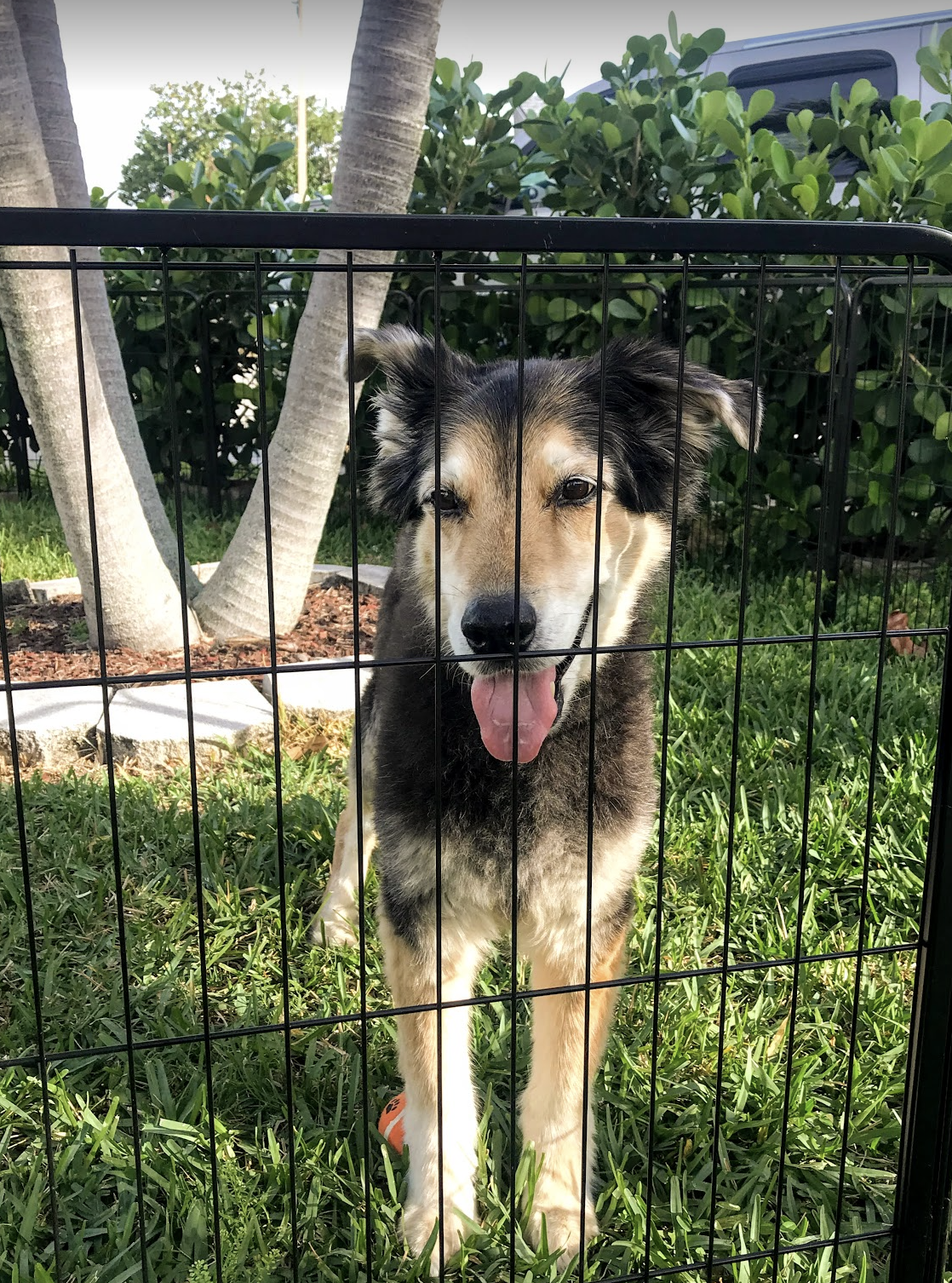 Best Portable Dog Fences for Camping with Your Canines
