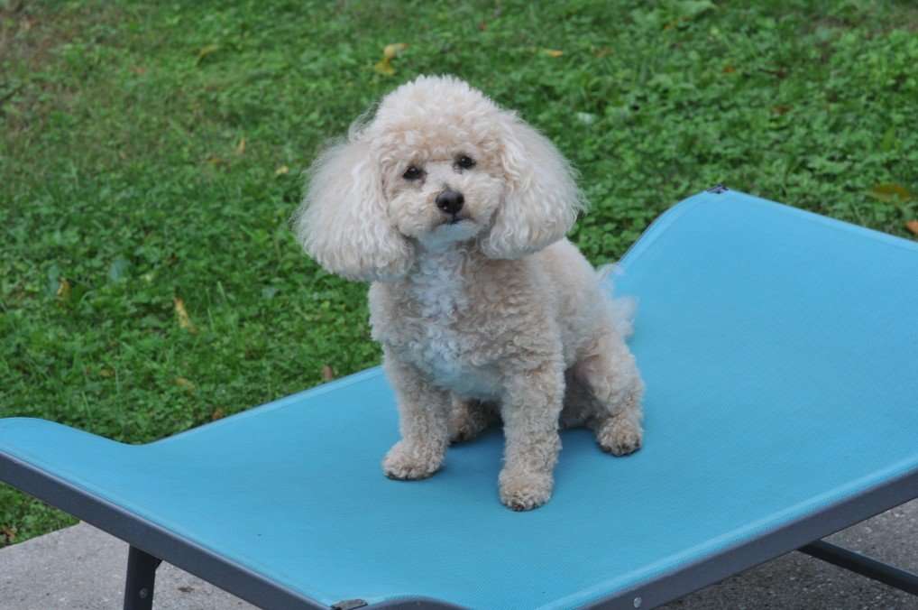 Best Dog Camping Chairs for Outdoor Canine Comfort