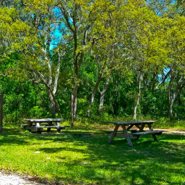 Top 10 Campgrounds for Ocala National Forest Camping