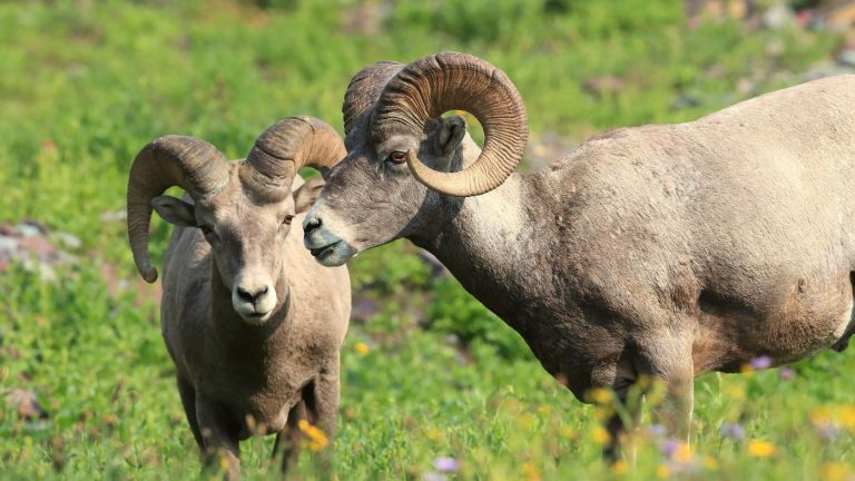 The Traveler's Guide to Glacier National Park Wildlife