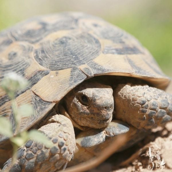 The Traveler's Guide to Zion National Park Wildlife