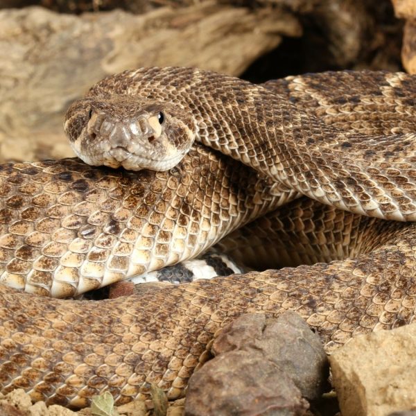 The Traveler's Guide to Zion National Park Wildlife