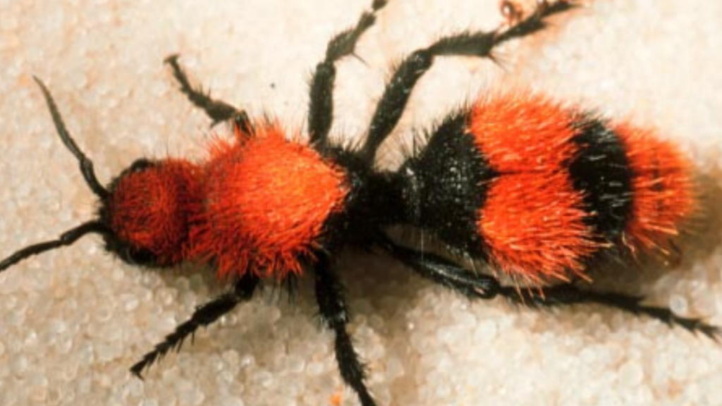 Watch Out for These Terrifying Texas Insects When Camping and Hiking
