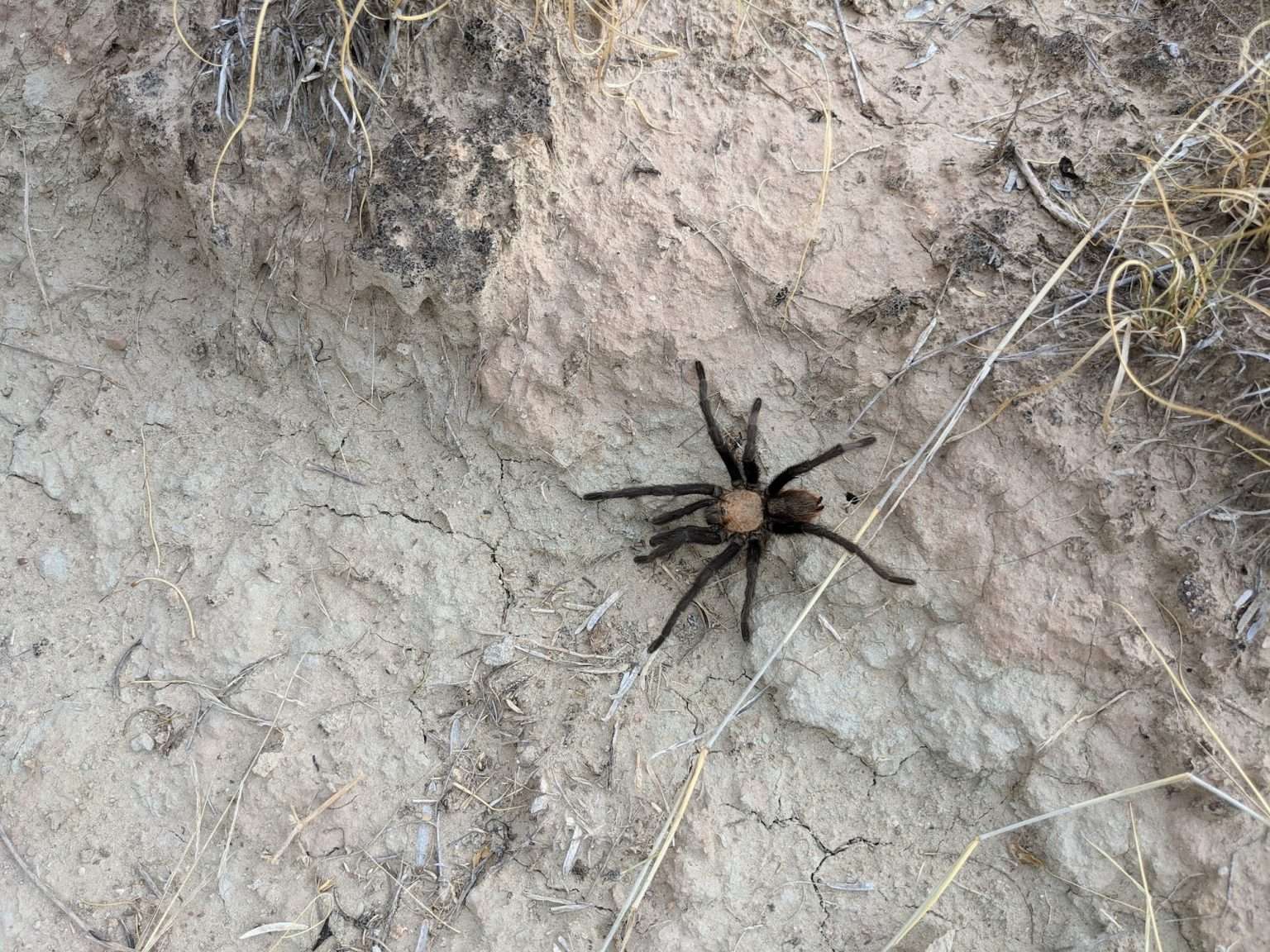 Watch Out for These Terrifying Texas Insects When Camping and Hiking