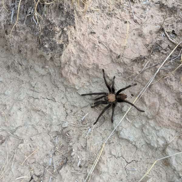 Watch Out for These Terrifying Texas Insects When Camping and Hiking