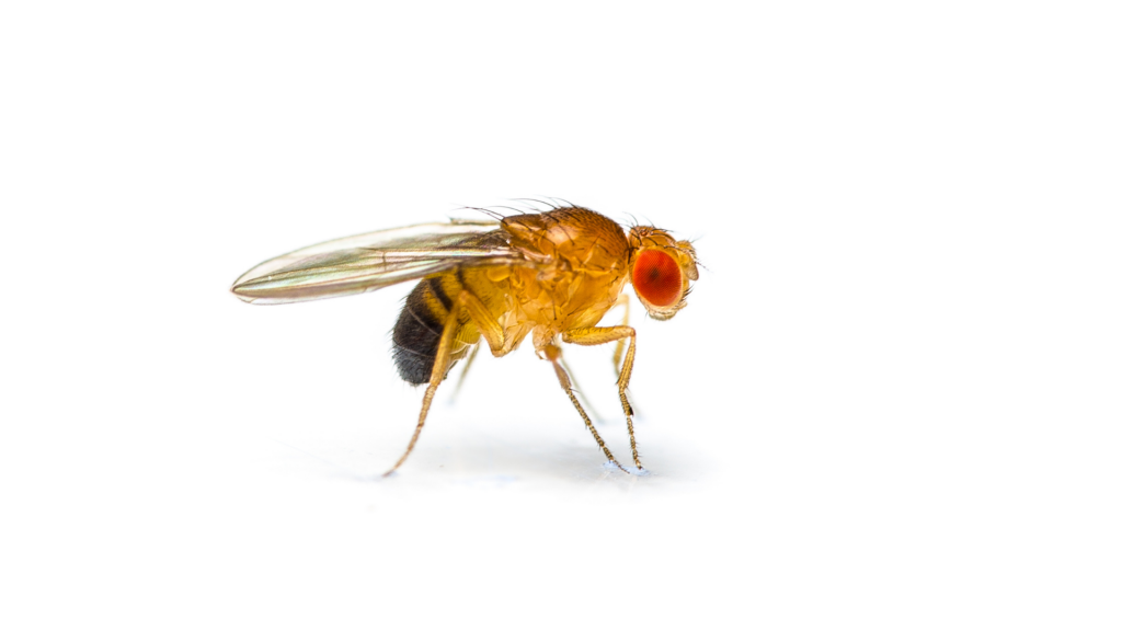 We Finally Got Rid of Fruit Flies In Our Home and Camper, Here's How