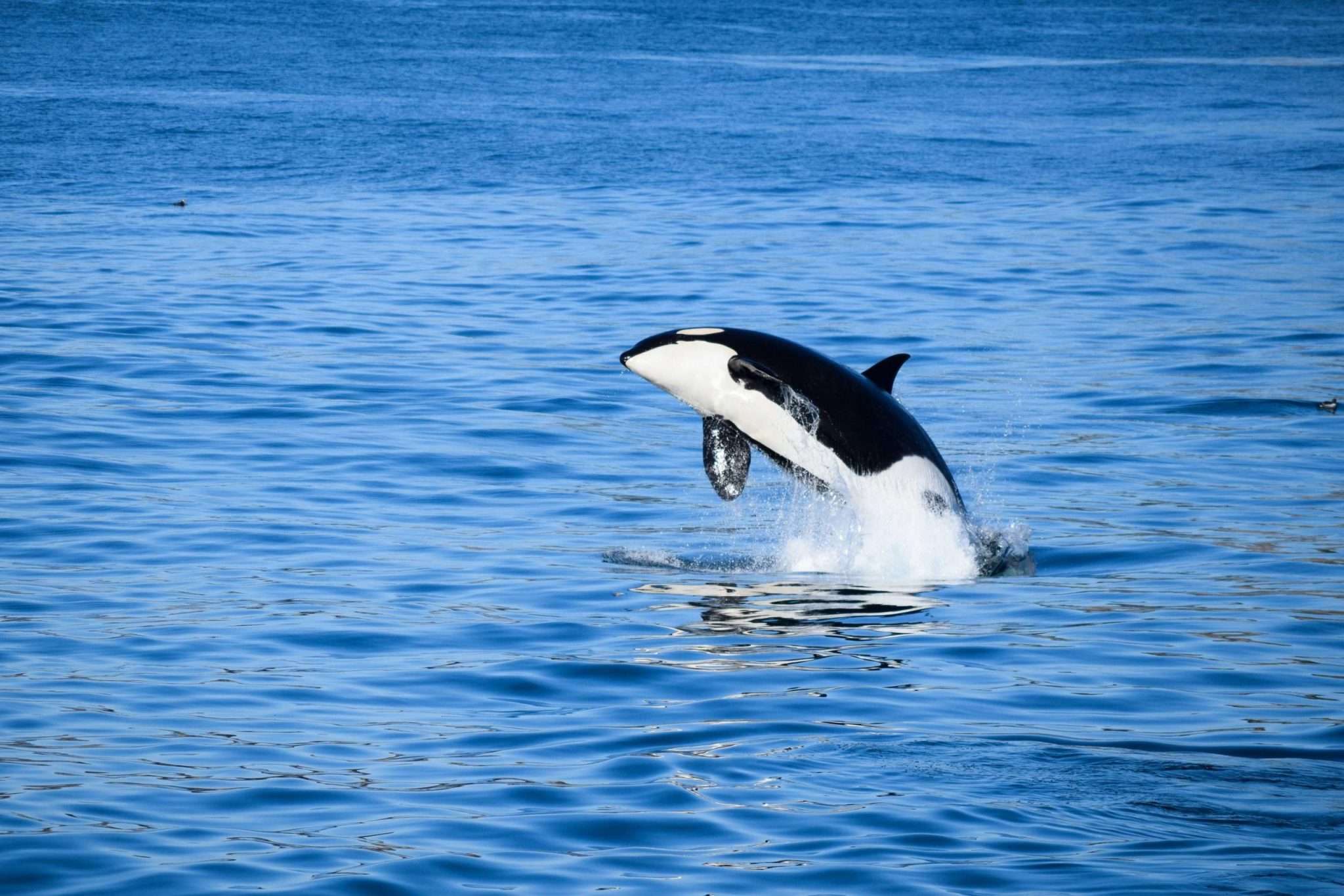 23 Best Olympic National Park Animals to Look For
