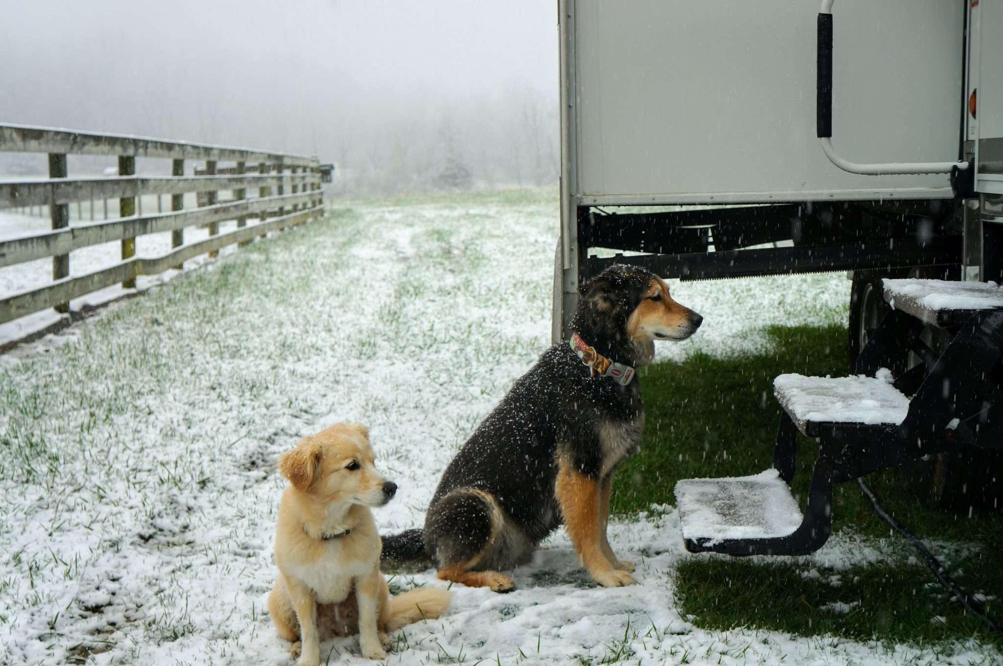 5 Best RV Dog Ramps for Easy Camper Entry and Exit