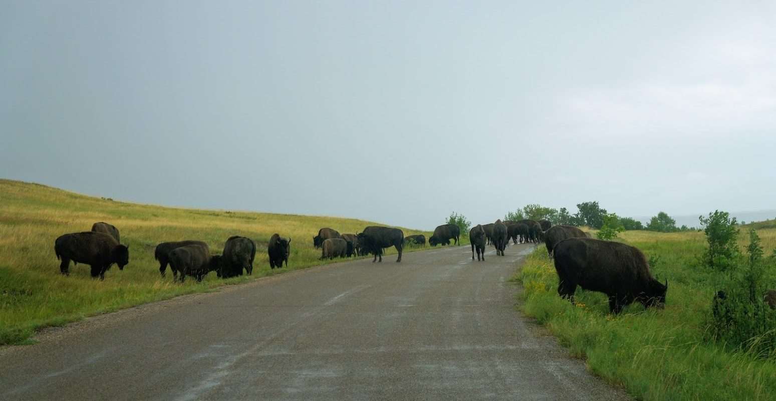 These Are the Best National Parks to See American Bison
