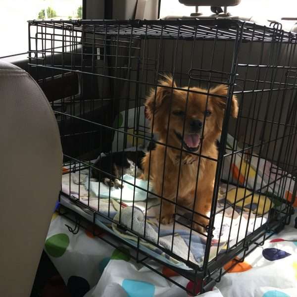 7 RV Dog Kennel Ideas to Bring Your Dog Along