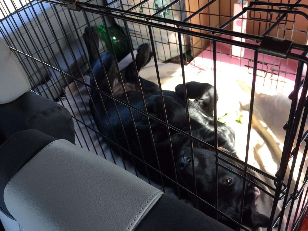 7 RV Dog Kennel Ideas to Bring Your Dog Along
