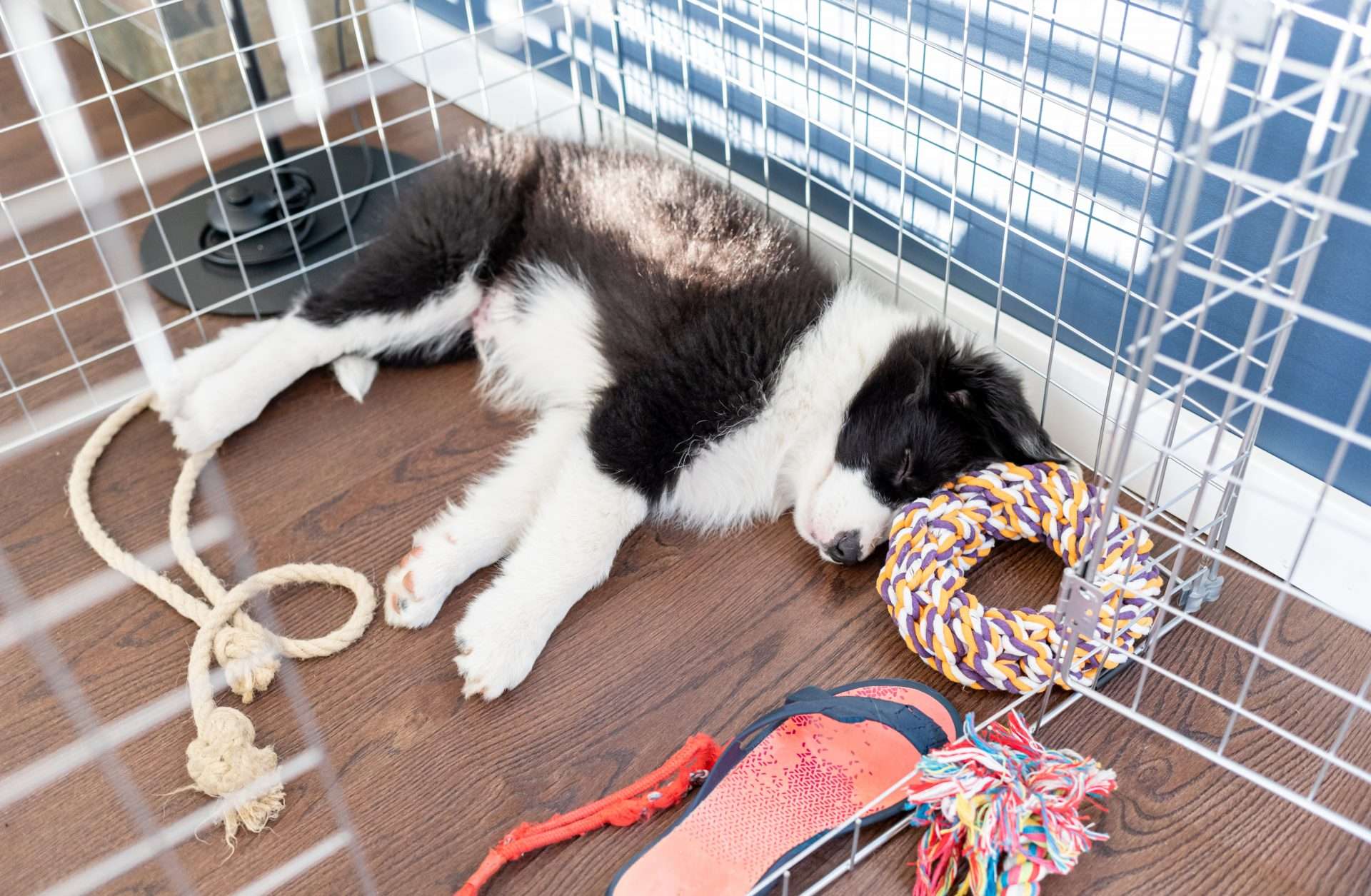 7 RV Dog Kennel Ideas to Bring Your Dog Along