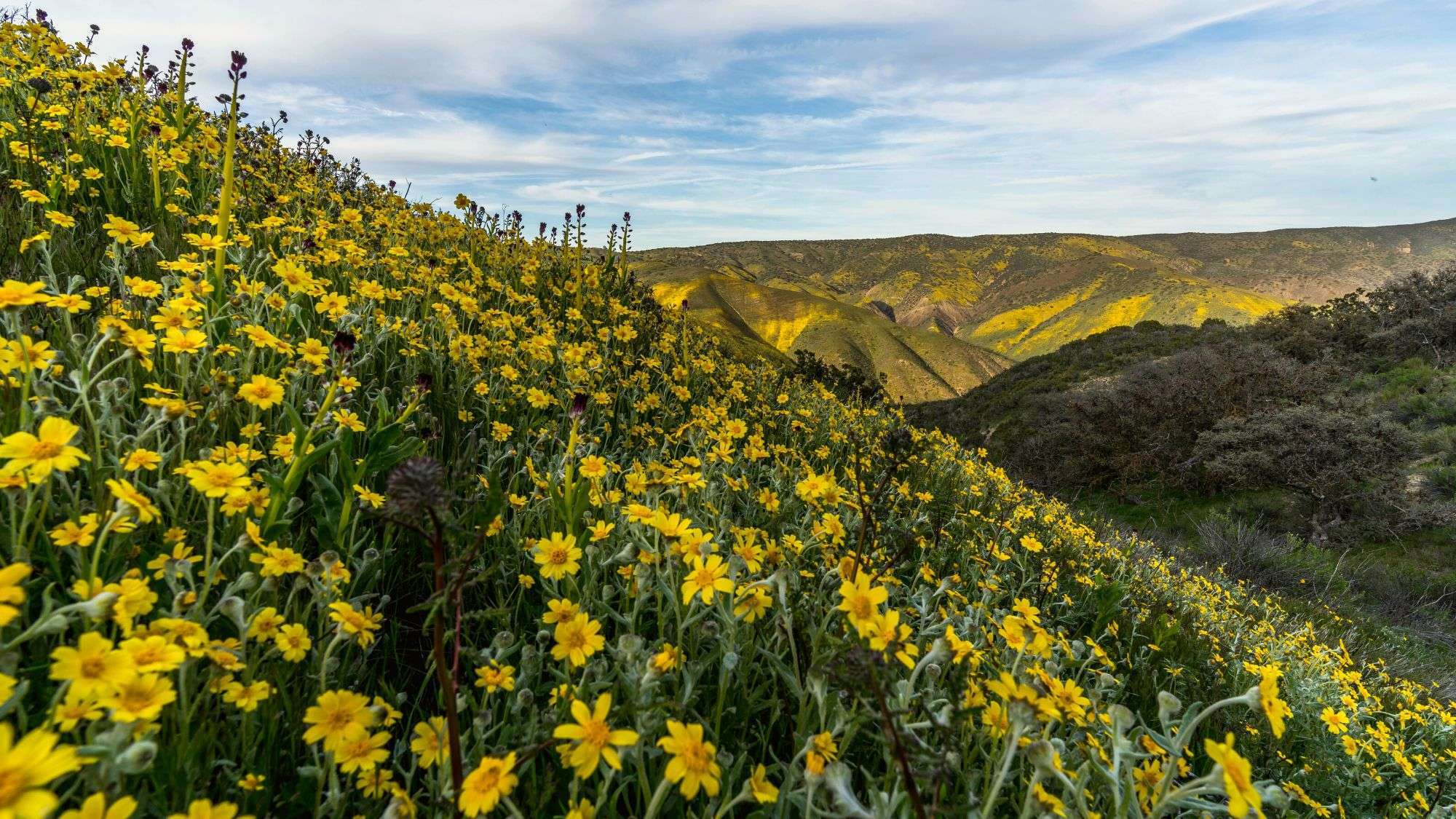 How We Accidentally Learned What A Superbloom Was
