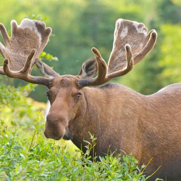 Traveler Beware: Moose are Bigger Than You Think