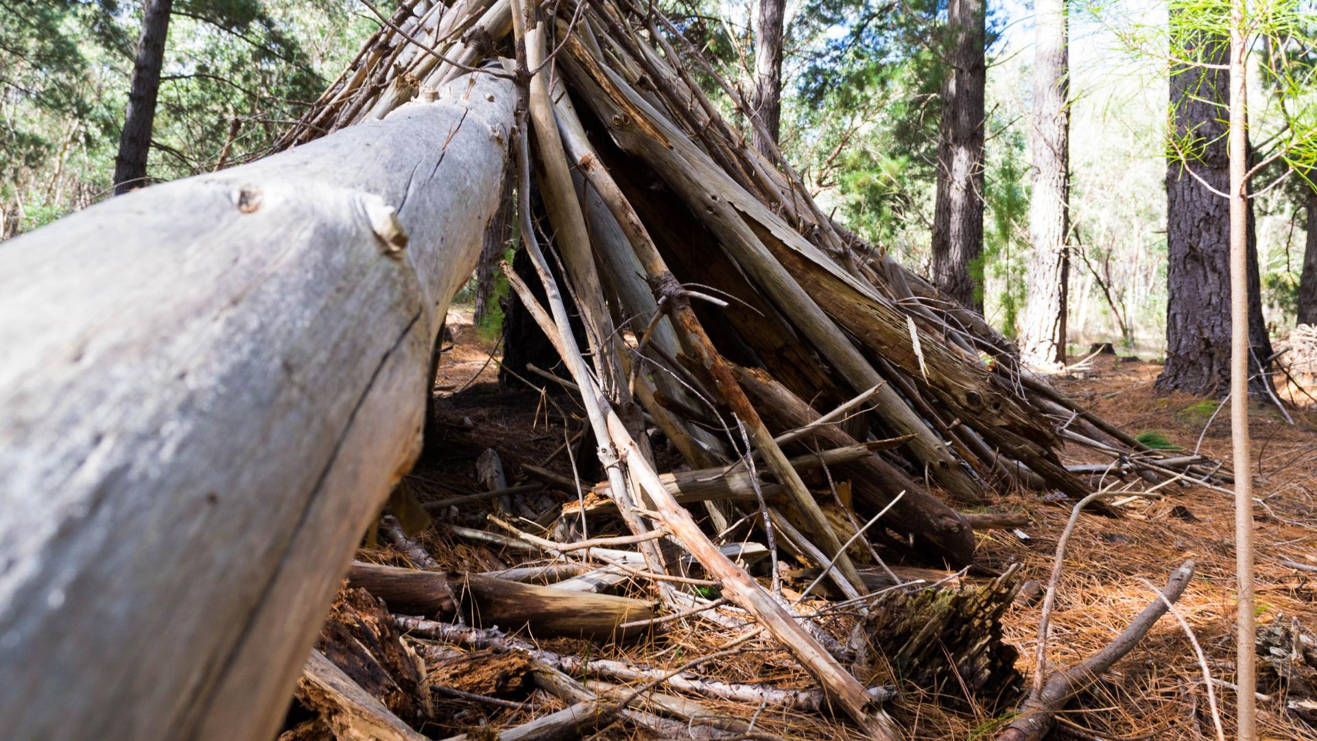 Bushcraft 101: How to Build a Survival Shelter in the Wilderness