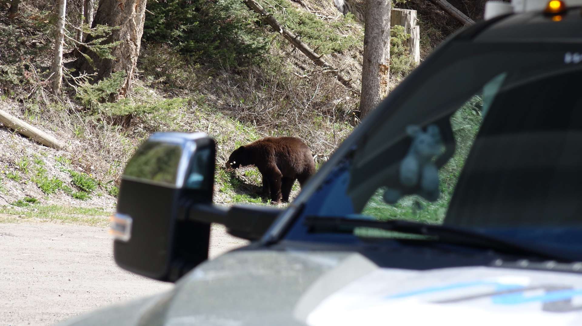 Bear Spray 101: How to Stay Safe in Bear Country