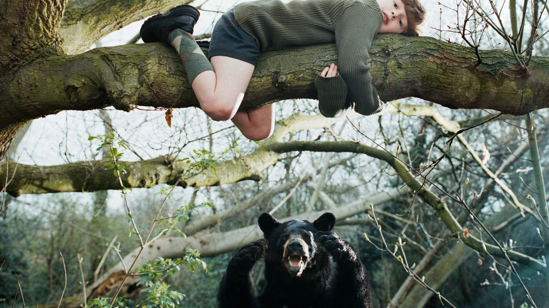 Bear Encounter Survival: Should You Climb a Tree?
