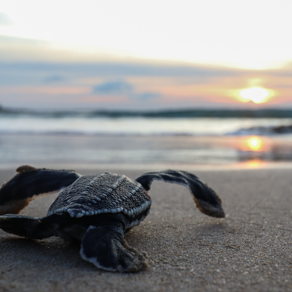 Padre Island National Seashore: The Gem of the Texas Gulf Coast