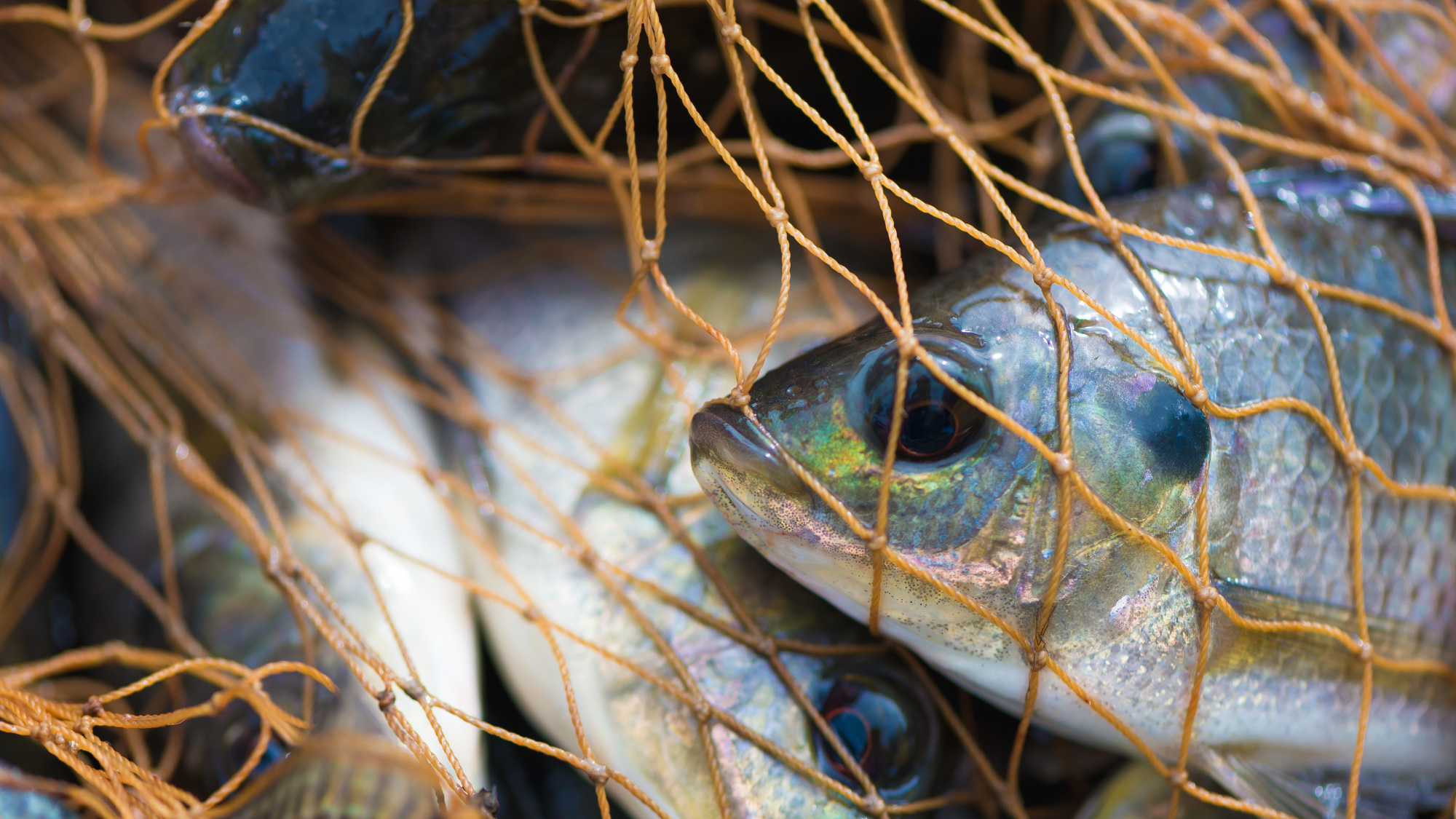 Survival Fishing: How a Gill Net Could Save Your Life