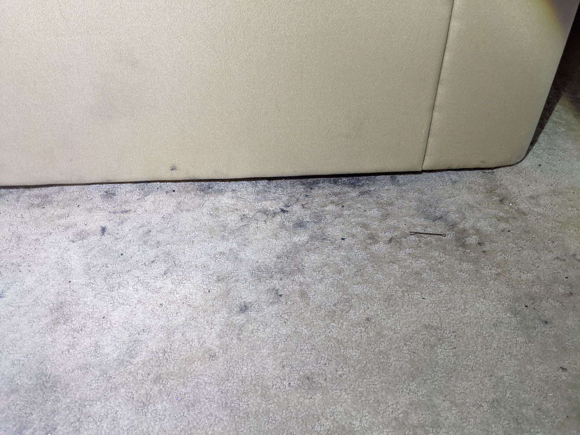 Mold vs. Mildew In Your Camper: What's the Difference and Does It Matter?