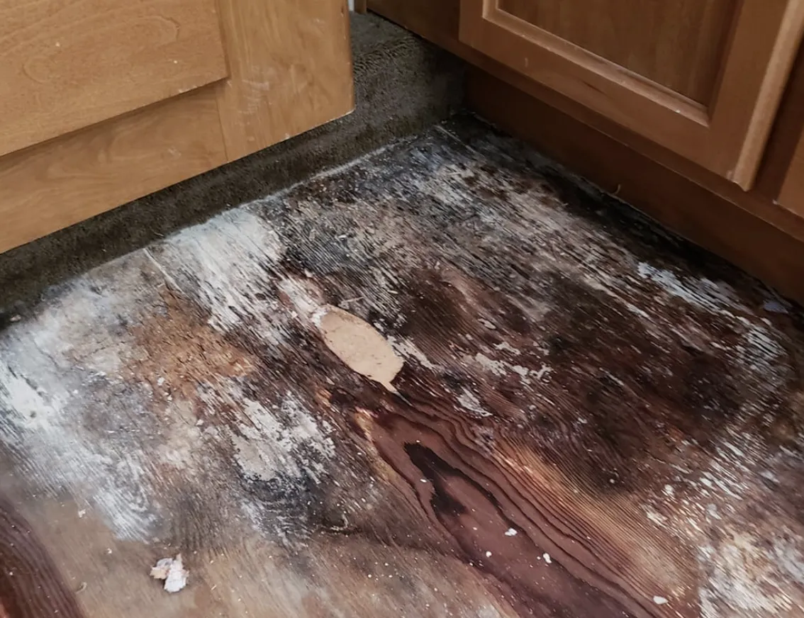Mold vs. Mildew In Your Camper: What's the Difference and Does It Matter?