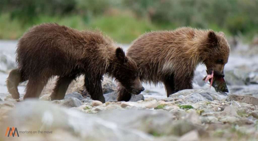 Wild Alaska Peninsula Brown Bear Viewing